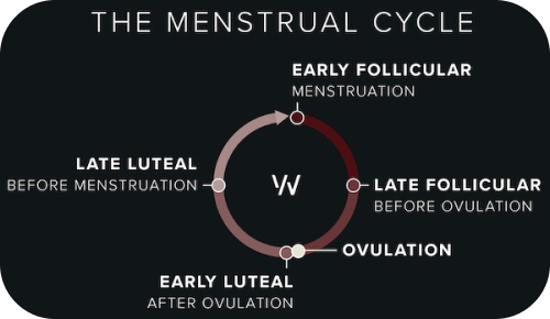 Menstrual Cycle Insights