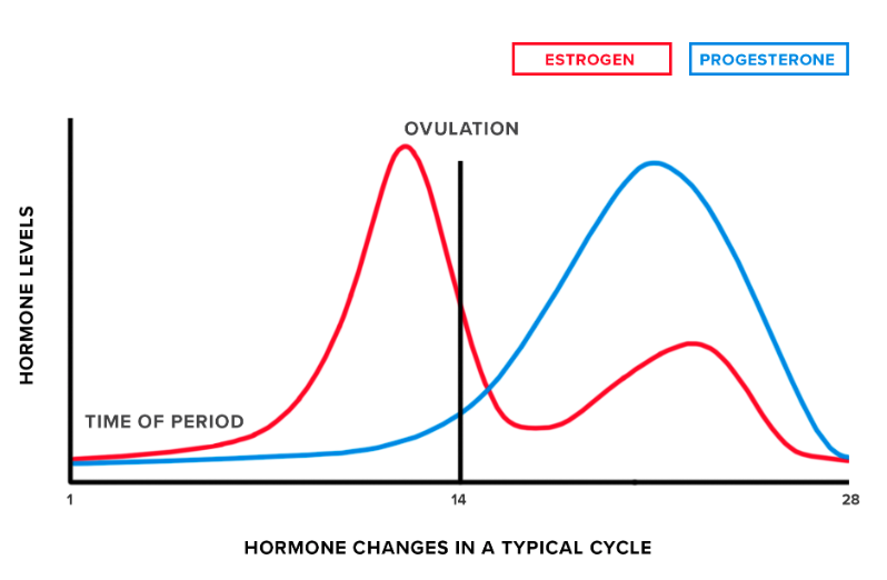 Menstrual Cycle Insights